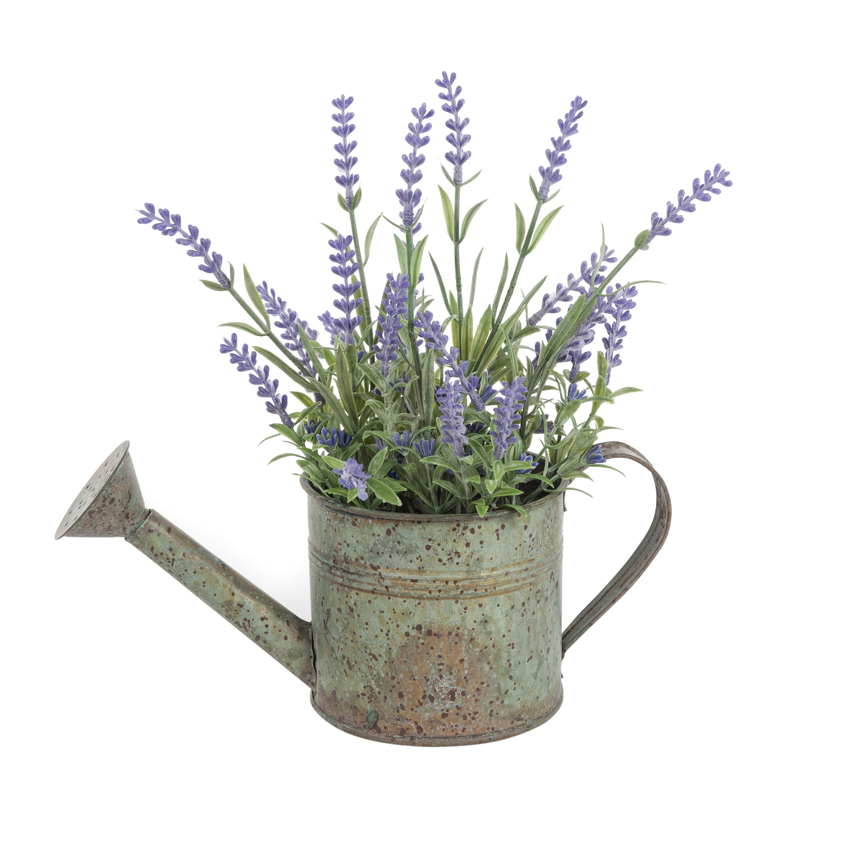 Dutch Lavender in Watering Can – The Irish Country Home